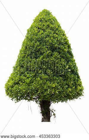 Tree About Two Meters Image & Photo (Free Trial) | Bigstock