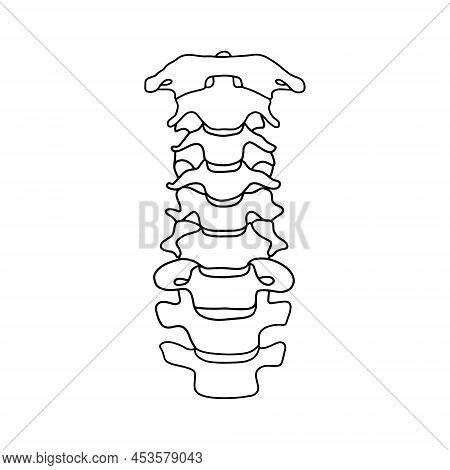 Human Spine Front. Vector & Photo (Free Trial) | Bigstock