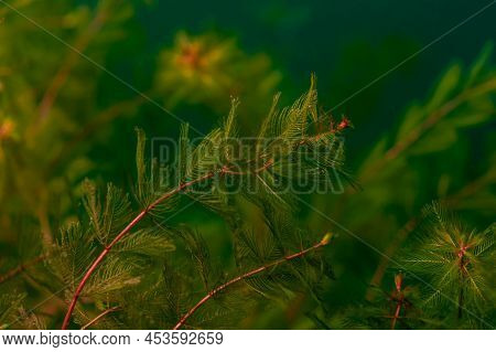 Coontail Ceratophyllum Image & Photo (Free Trial) | Bigstock