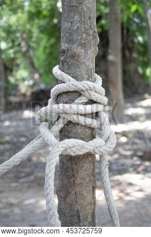 White Rope Tied Tree. Image & Photo (Free Trial) | Bigstock