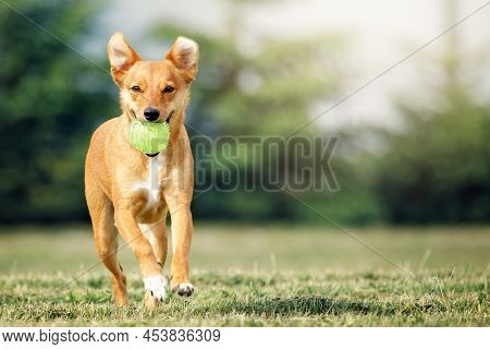 Cute Ginger Dog Floppy Image & Photo (Free Trial) | Bigstock