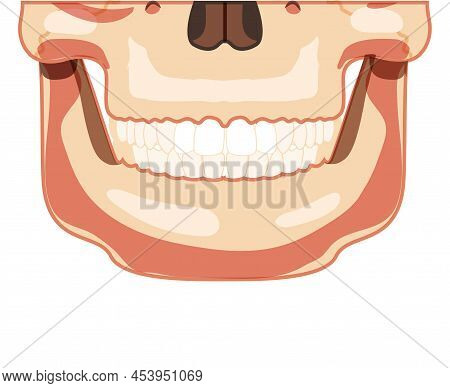 Skull Skeleton Smiley Vector & Photo (Free Trial) | Bigstock