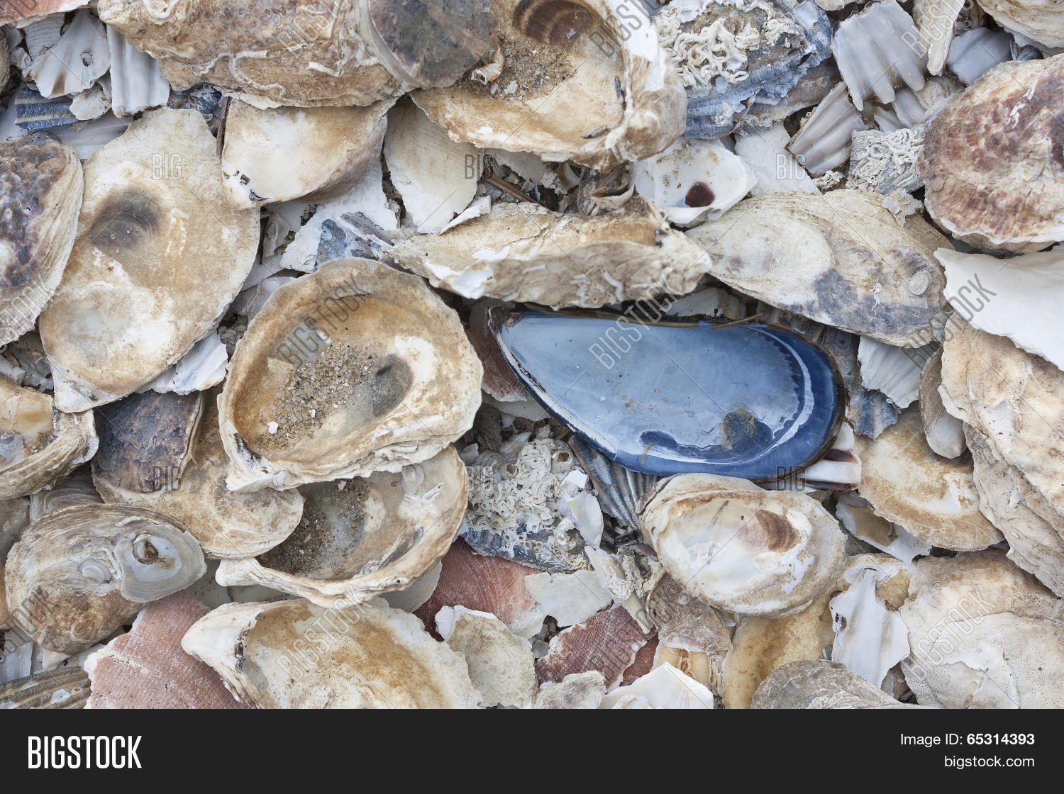 Pile Colorful Shells Image & Photo (Free Trial) | Bigstock