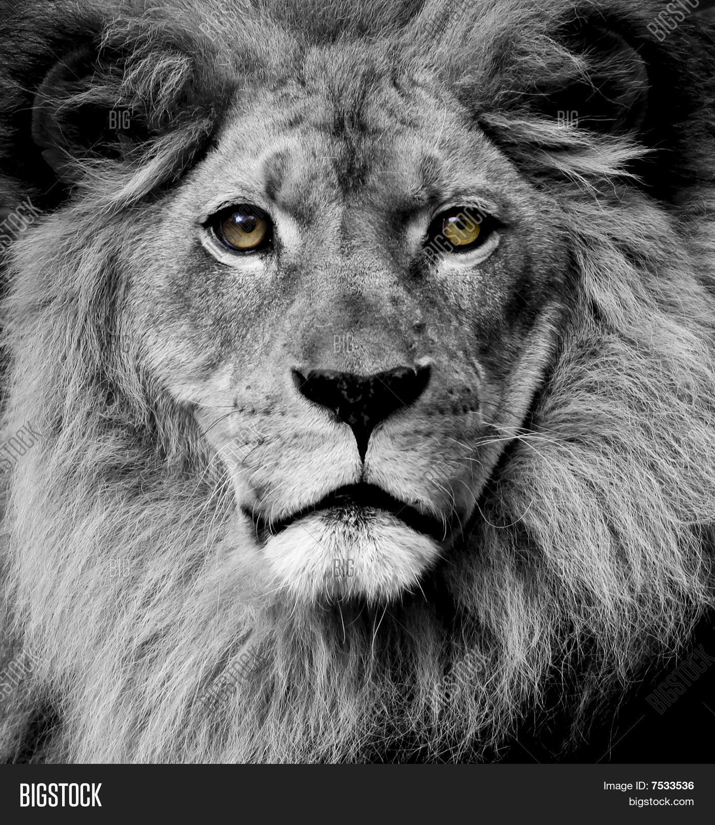 Lion Eyes Image & Photo (Free Trial) | Bigstock