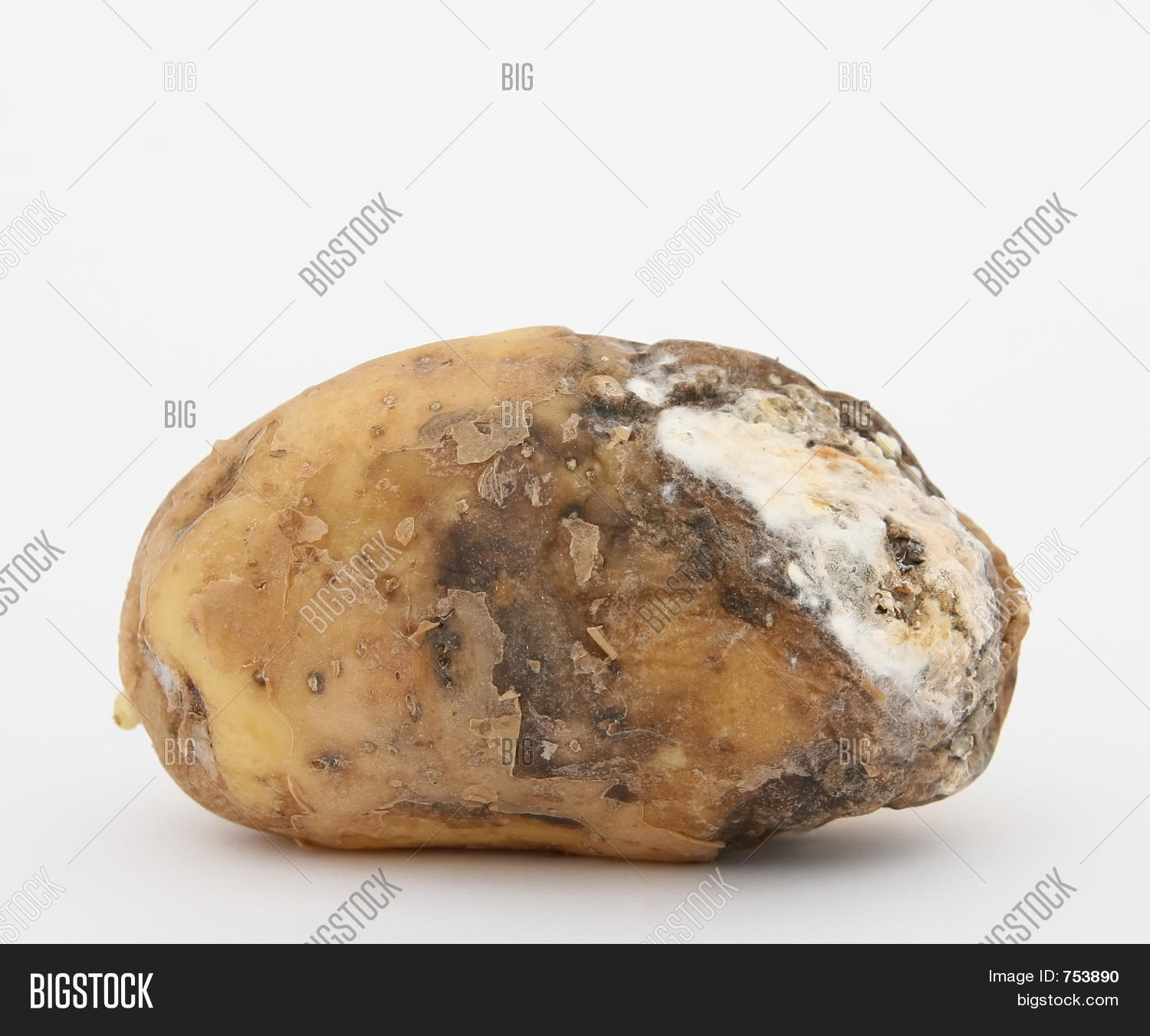Rotten Potato Image & Photo (Free Trial) | Bigstock