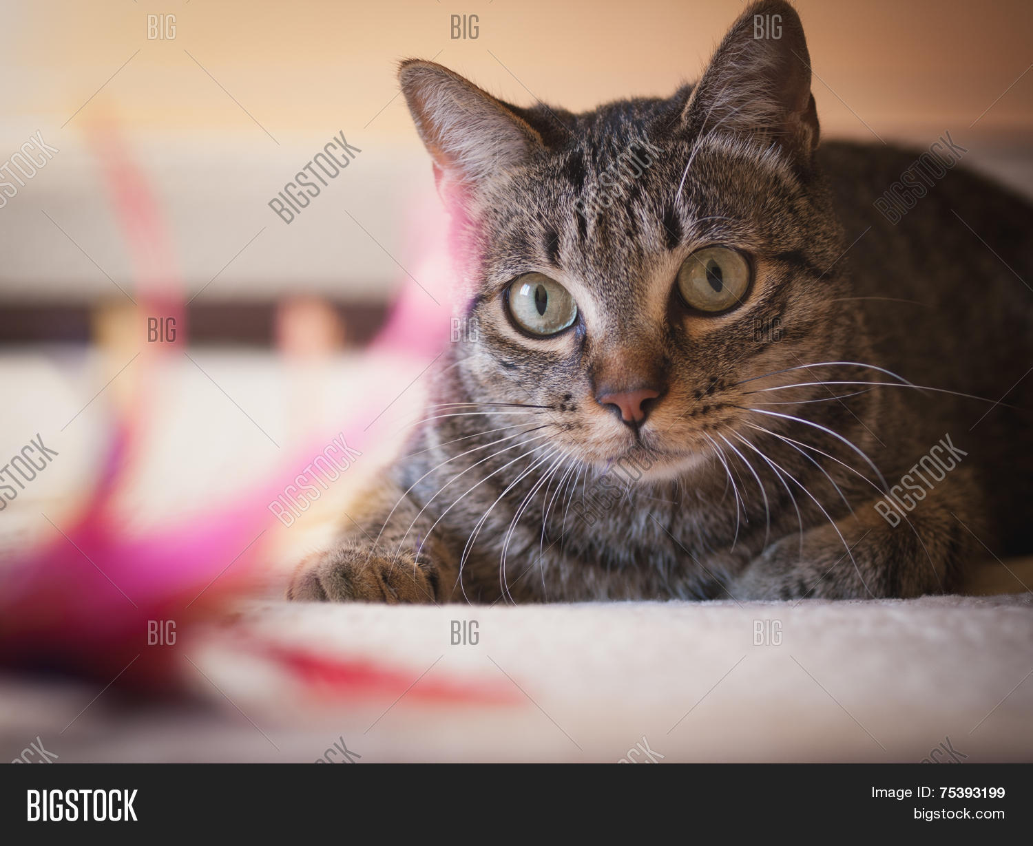 Cat Stalking His Image & Photo (Free Trial) | Bigstock