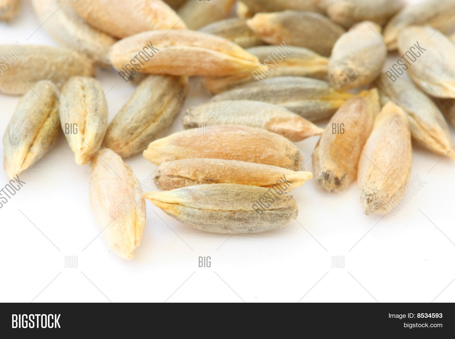 Raw Wheat Corns Image & Photo (Free Trial) | Bigstock