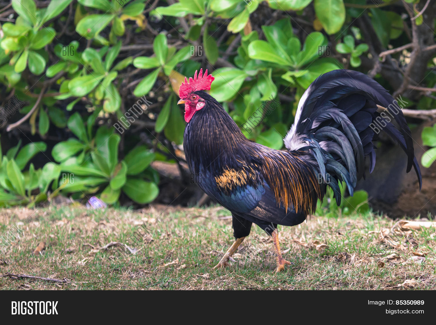 Ruster Chicken Image & Photo (Free Trial) | Bigstock