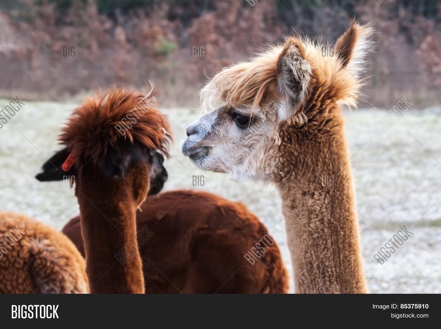 Alpaca (vicugna Pacos) Image & Photo (Free Trial) | Bigstock