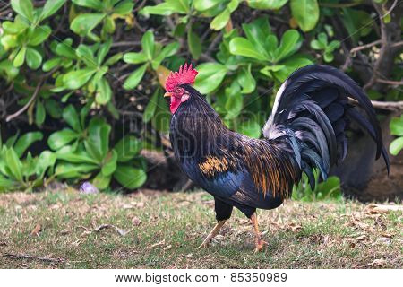 Ruster Chicken Image & Photo (Free Trial) | Bigstock