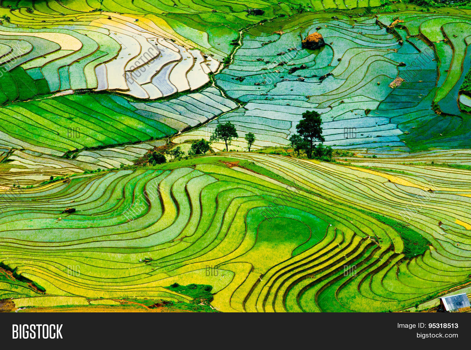 Terraced Rice Field Image & Photo (Free Trial) | Bigstock