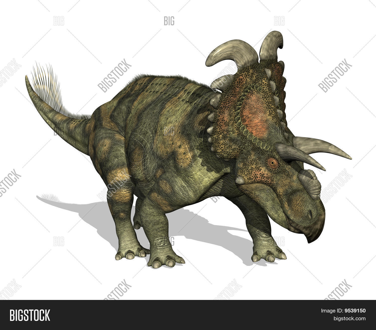 Albertaceratops Image & Photo (Free Trial) | Bigstock