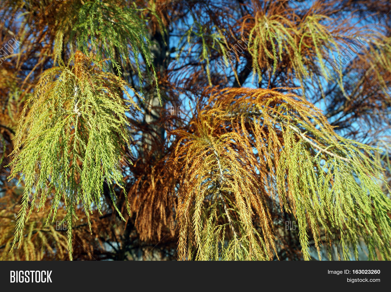 Foliage Japanese Cedar Image & Photo (Free Trial) | Bigstock