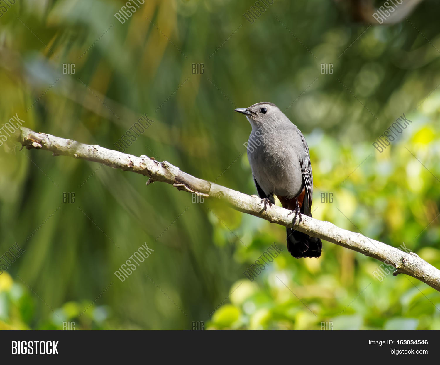 Gray Catbird On Tree Image & Photo (Free Trial) | Bigstock