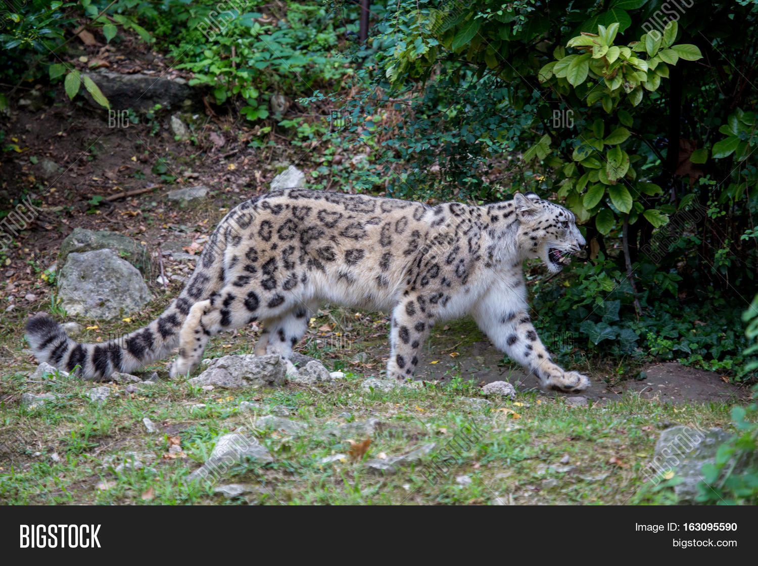 Snow Leopard Walking Image & Photo (Free Trial) | Bigstock
