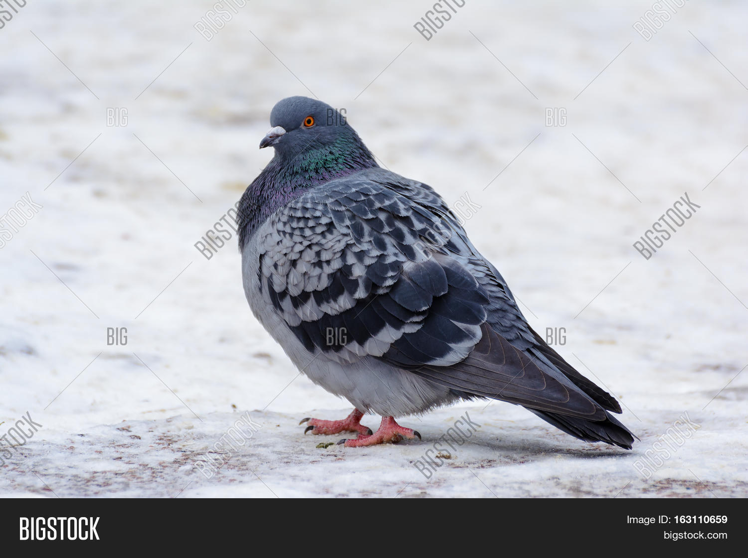 Dark Dove. Dove Image & Photo (Free Trial) | Bigstock