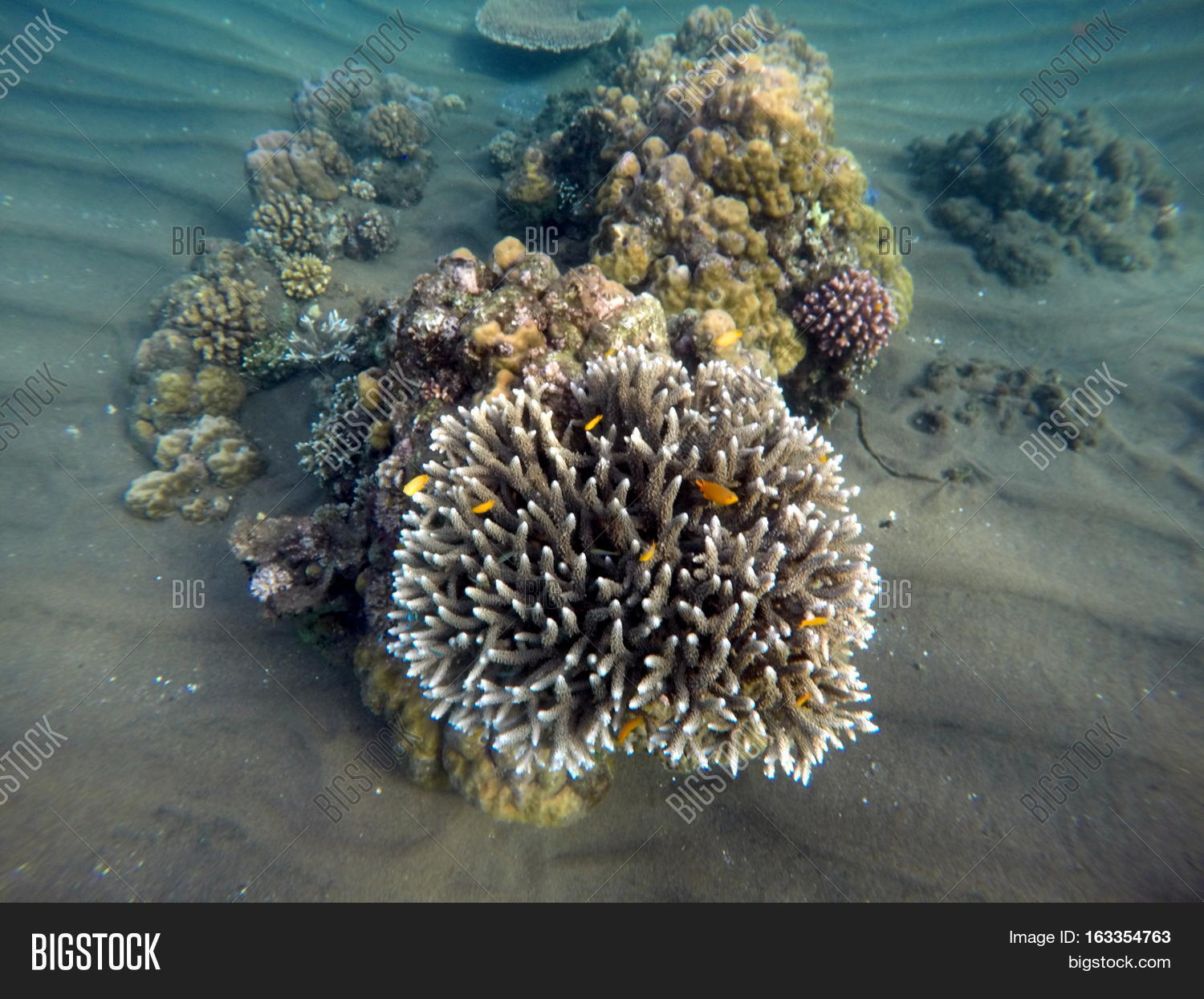Underwater Landscape Image & Photo (Free Trial) | Bigstock