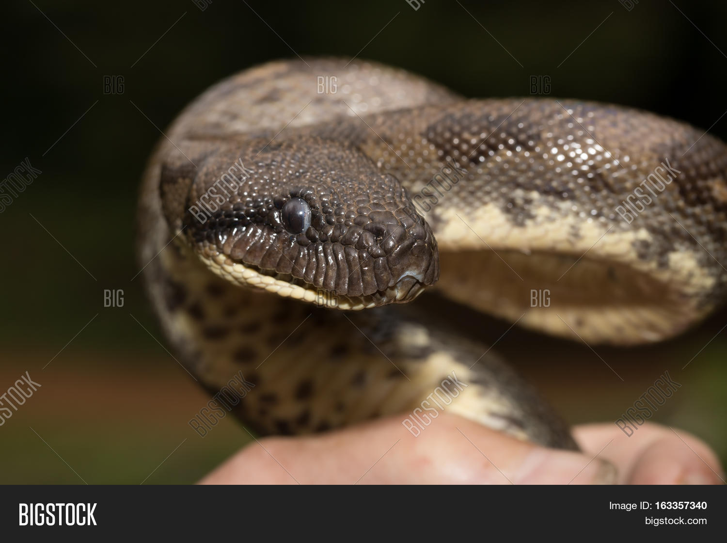 Madagascar Tree Boa, Image & Photo (Free Trial) | Bigstock
