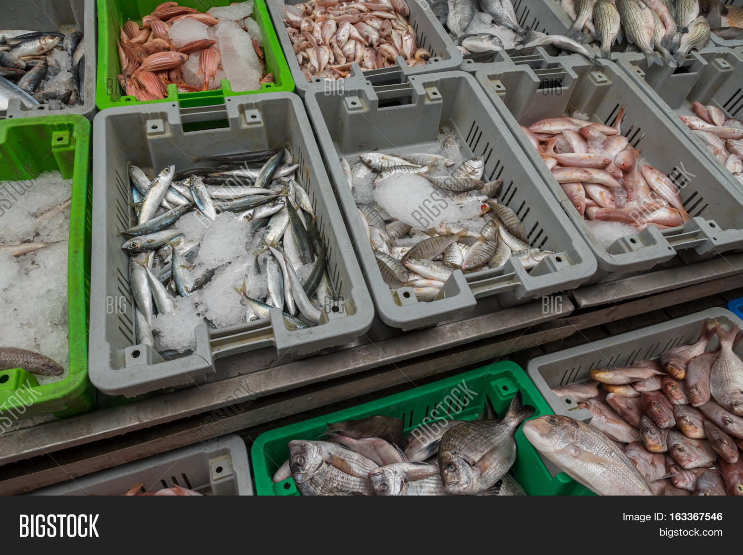 Various Fish Being Image & Photo (Free Trial) | Bigstock