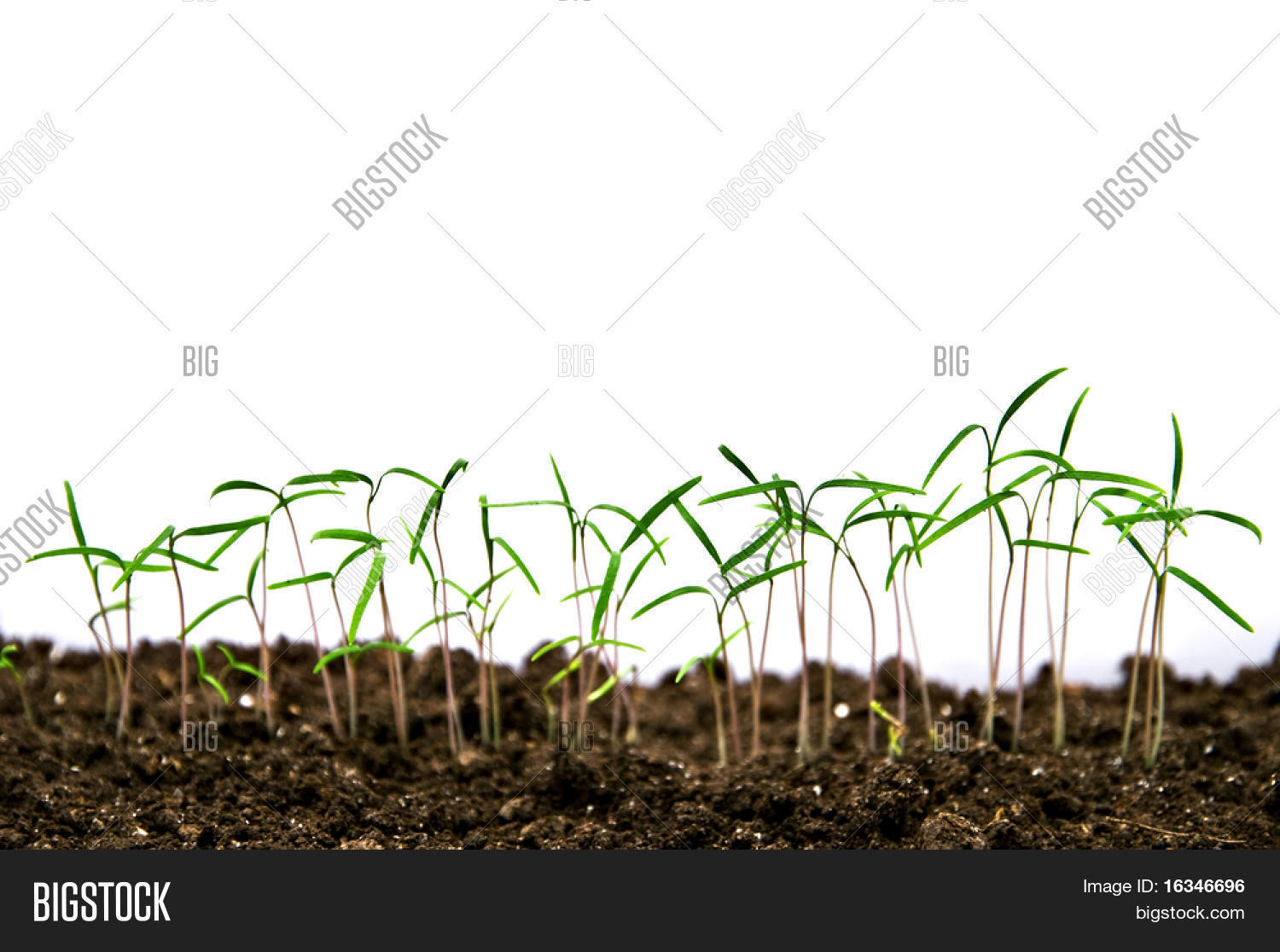 Small Green Seeds Image & Photo (Free Trial) | Bigstock