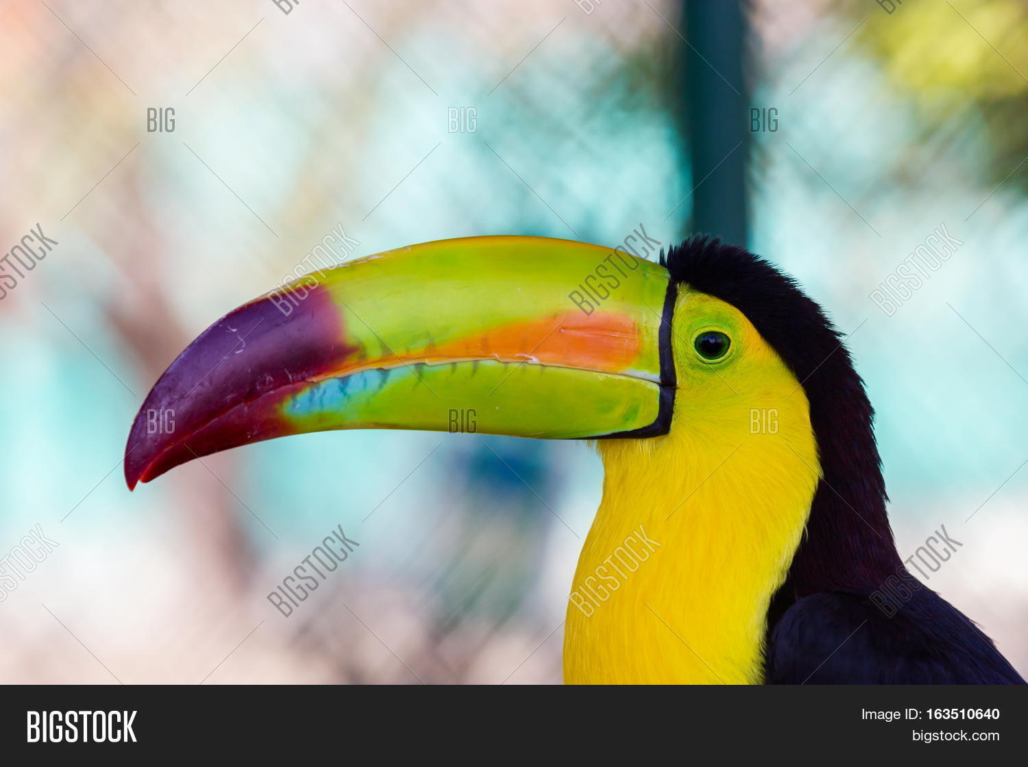 Keel-billed Toucan, Image & Photo (Free Trial) | Bigstock