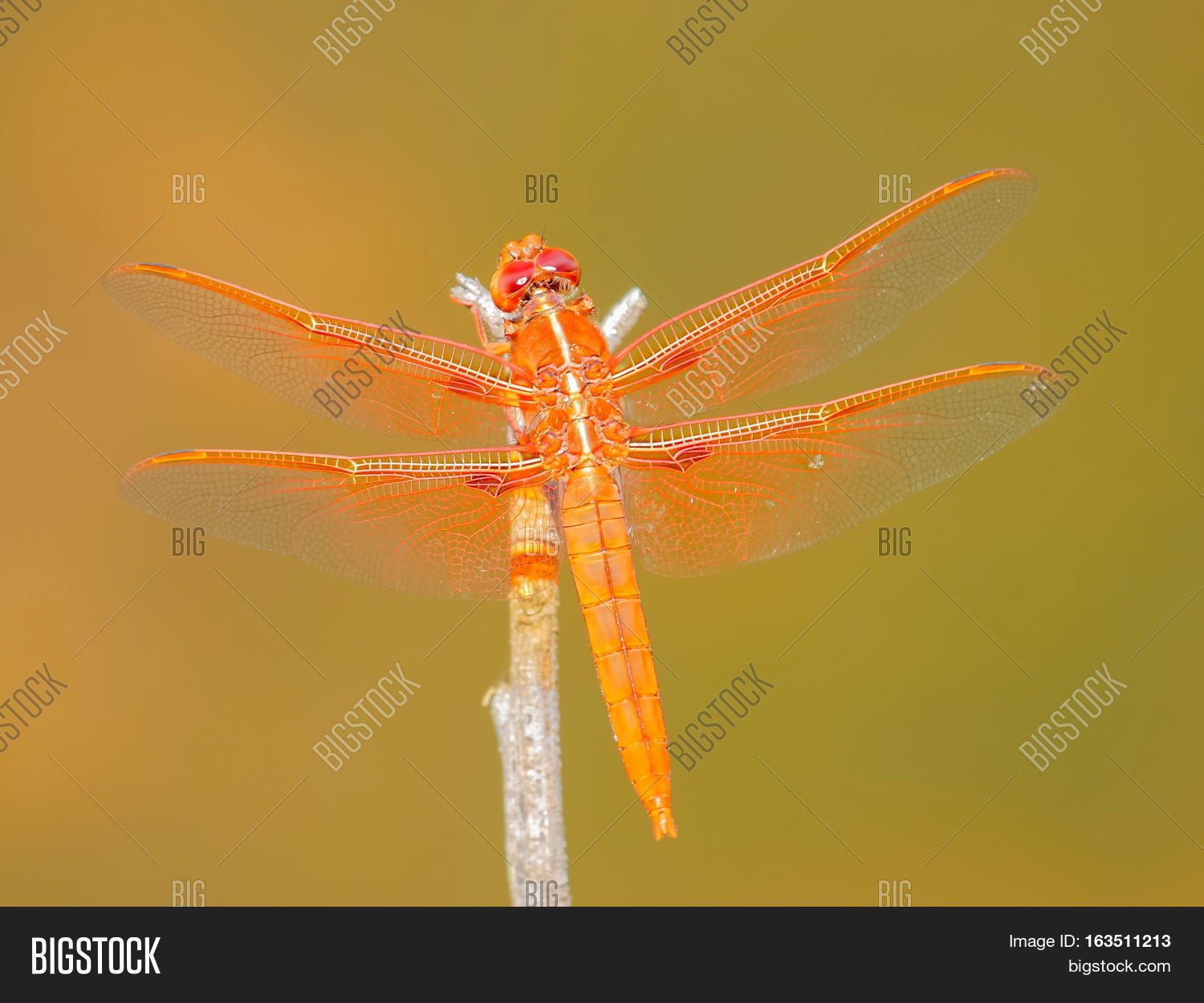 Male Flame Skimmers Image & Photo (Free Trial) | Bigstock