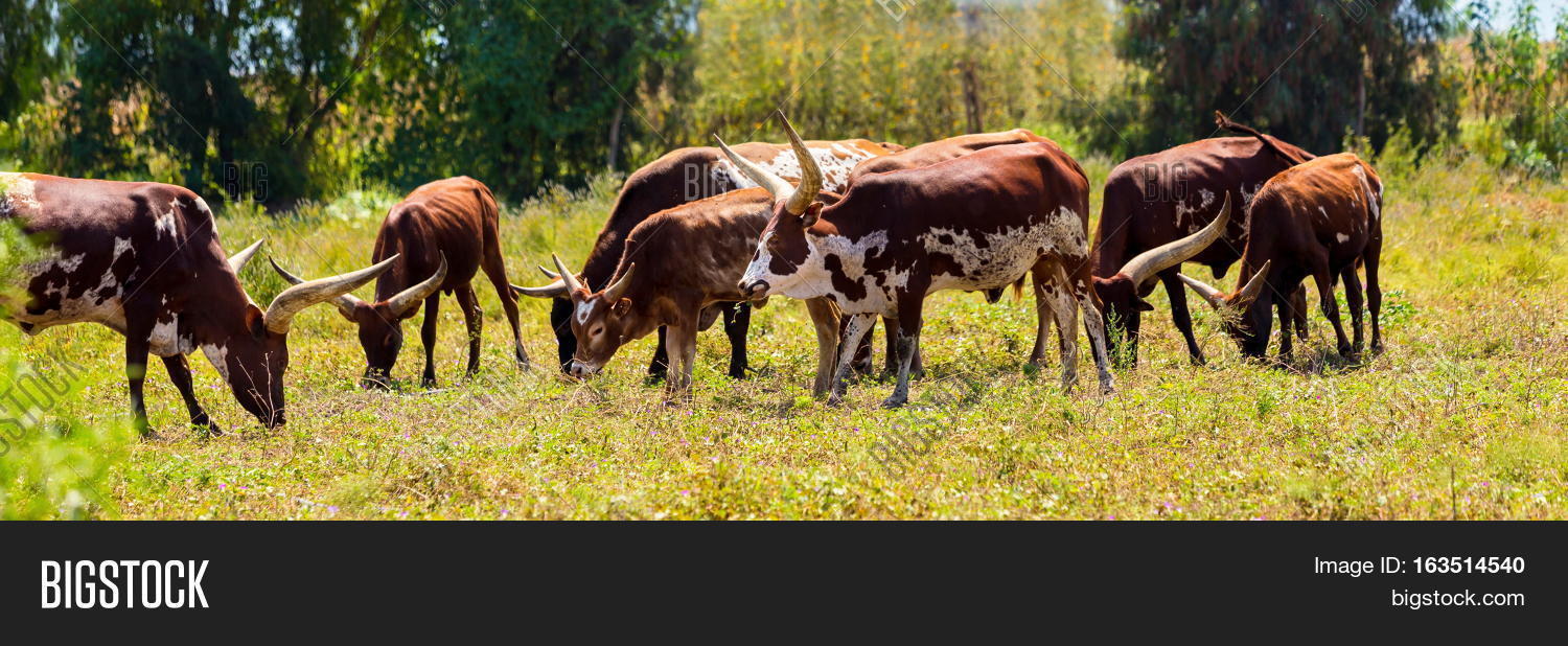 Texas Longhorn Breed Image & Photo (Free Trial) | Bigstock