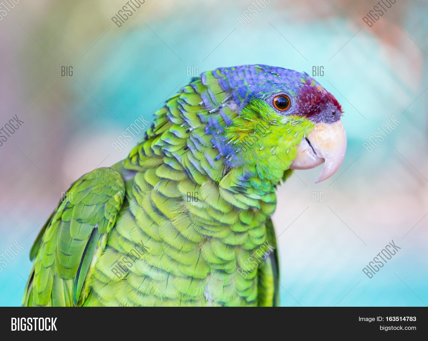 Lilac-crowned Amazon Image & Photo (Free Trial) | Bigstock