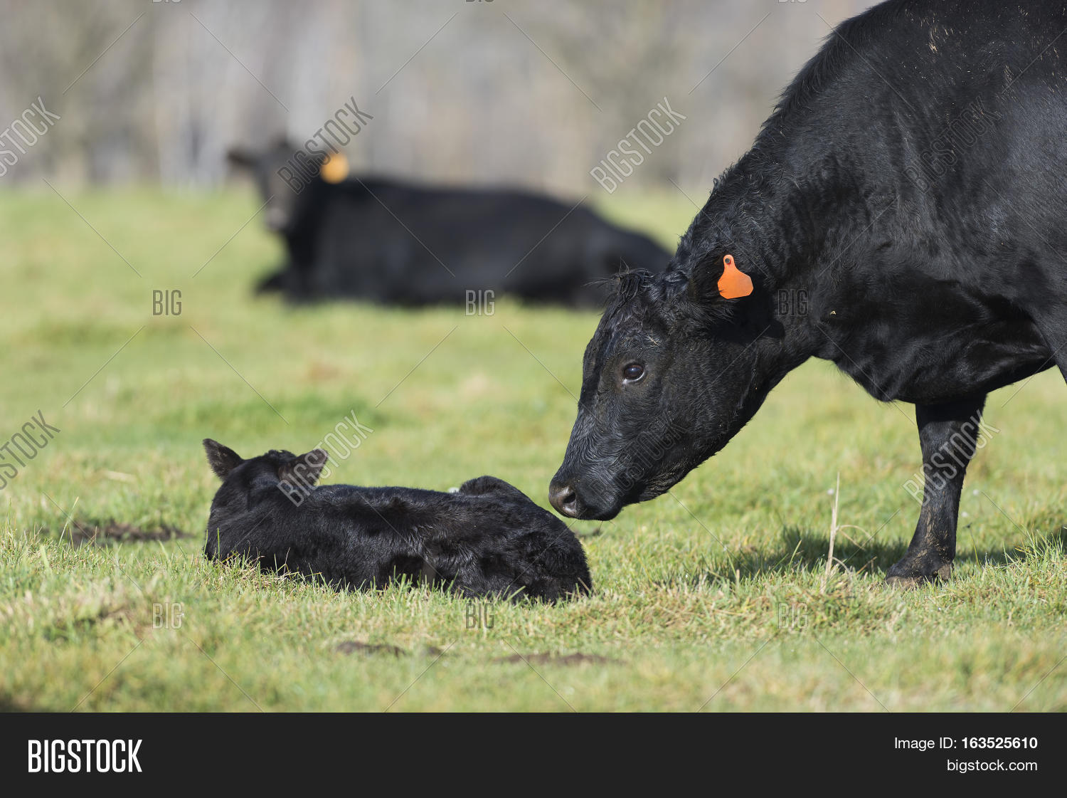 Black Angus Cow Calf Image & Photo (Free Trial) | Bigstock