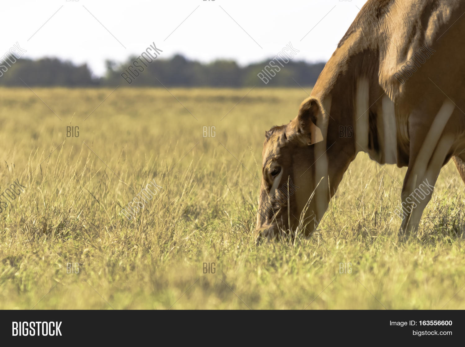 Head Neck Red Beef Cow Image & Photo (Free Trial) | Bigstock