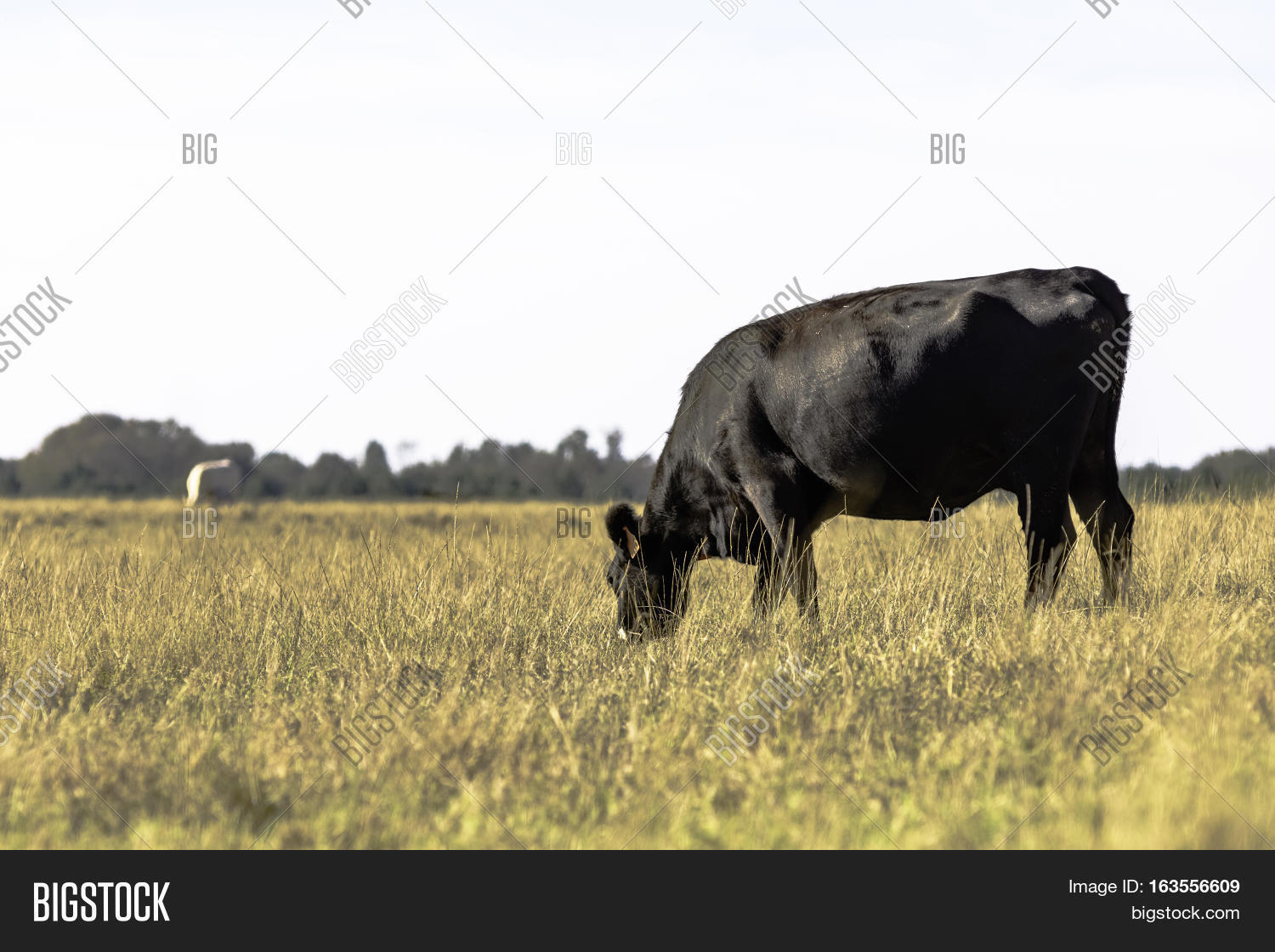 Thin Angus Cow Grazing Image & Photo (Free Trial) | Bigstock