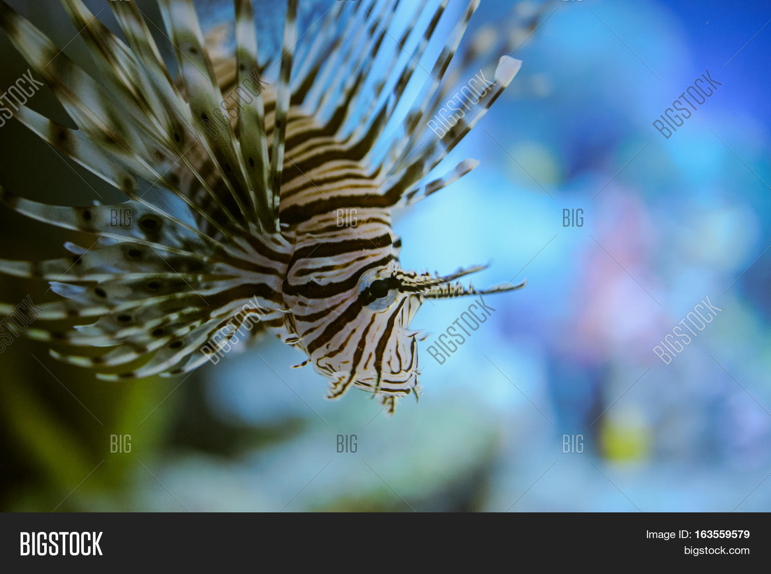 Sea Life: Exotic Image & Photo (Free Trial) | Bigstock