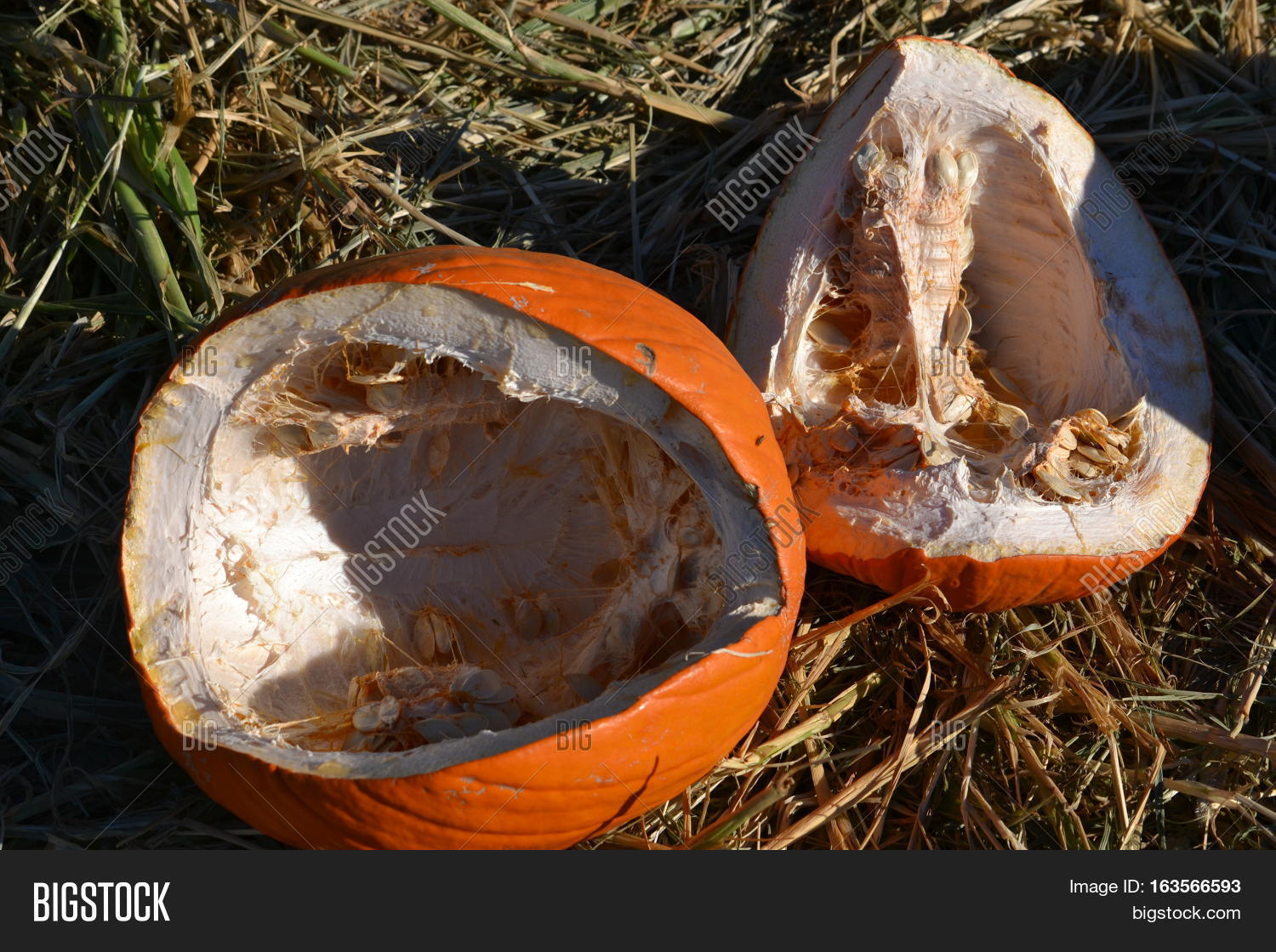 Pumpkins Damaged Image & Photo (Free Trial) | Bigstock