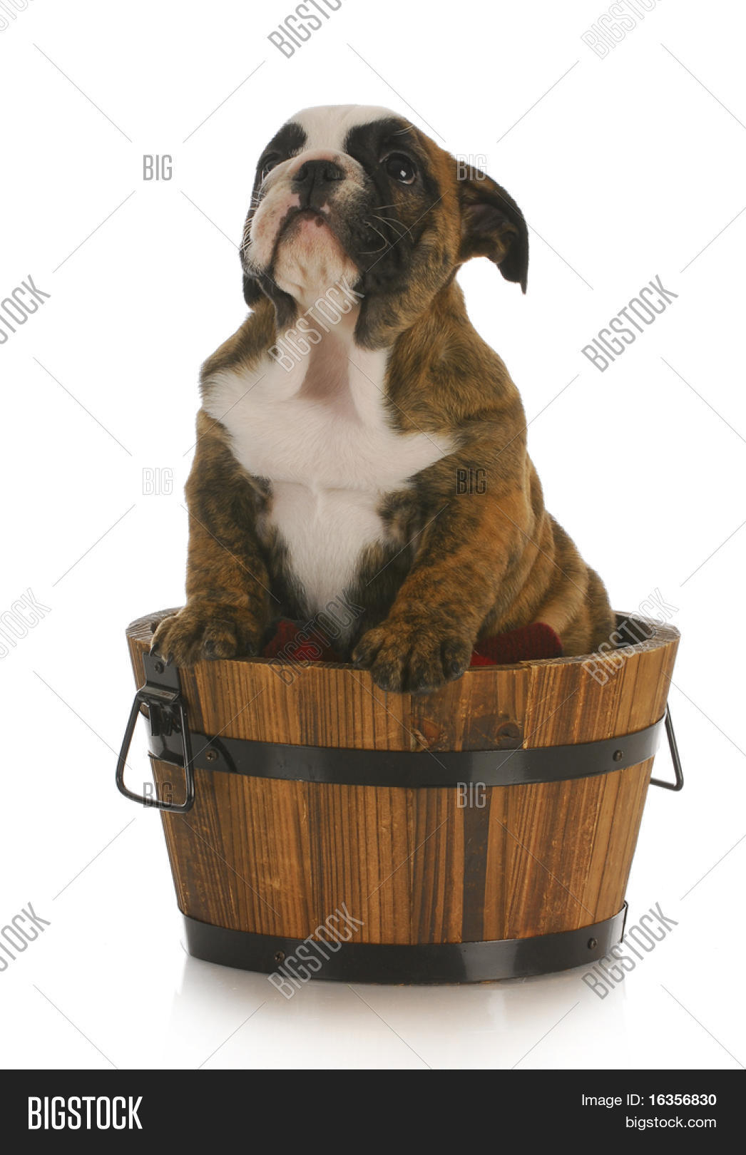 Adorable English Image & Photo (Free Trial) | Bigstock