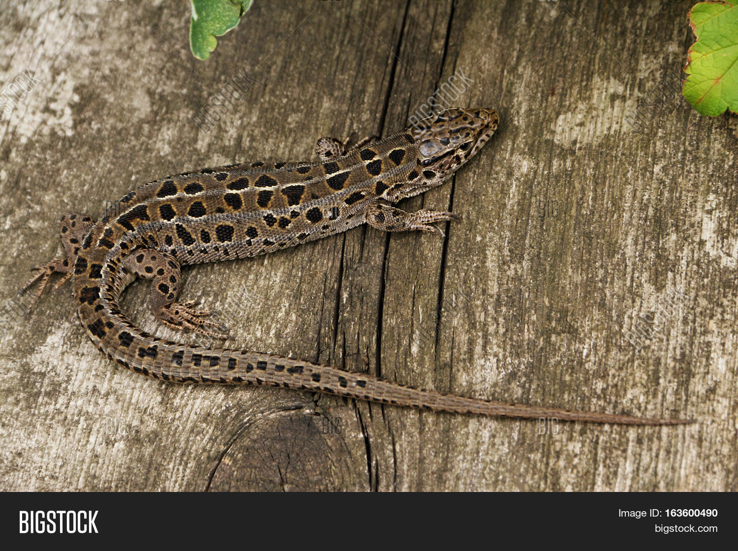 Grey Nimble Lizard Image & Photo (Free Trial) | Bigstock
