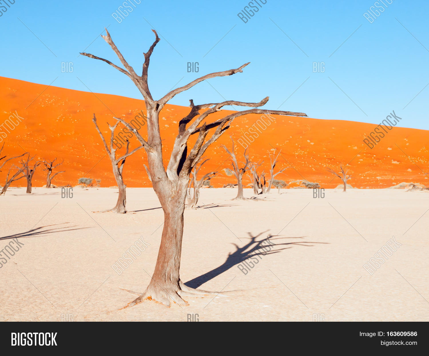 Dead Camel Thorn Trees Image & Photo (Free Trial) | Bigstock