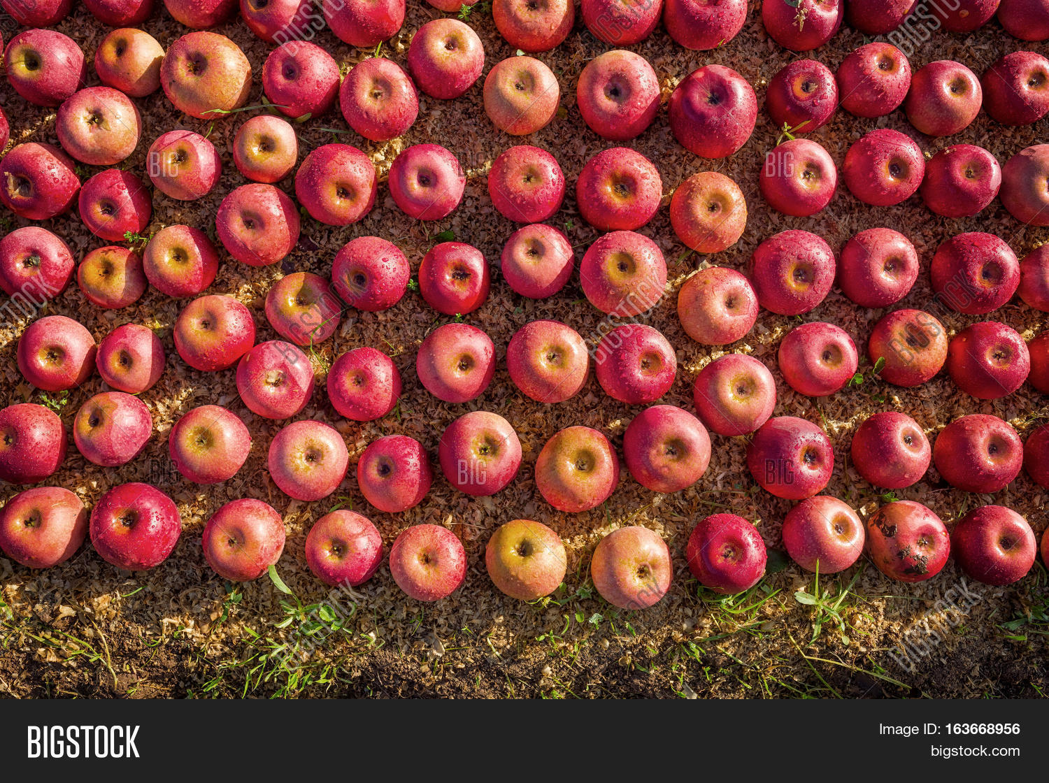 Italian Typical Apples Image & Photo (Free Trial) | Bigstock
