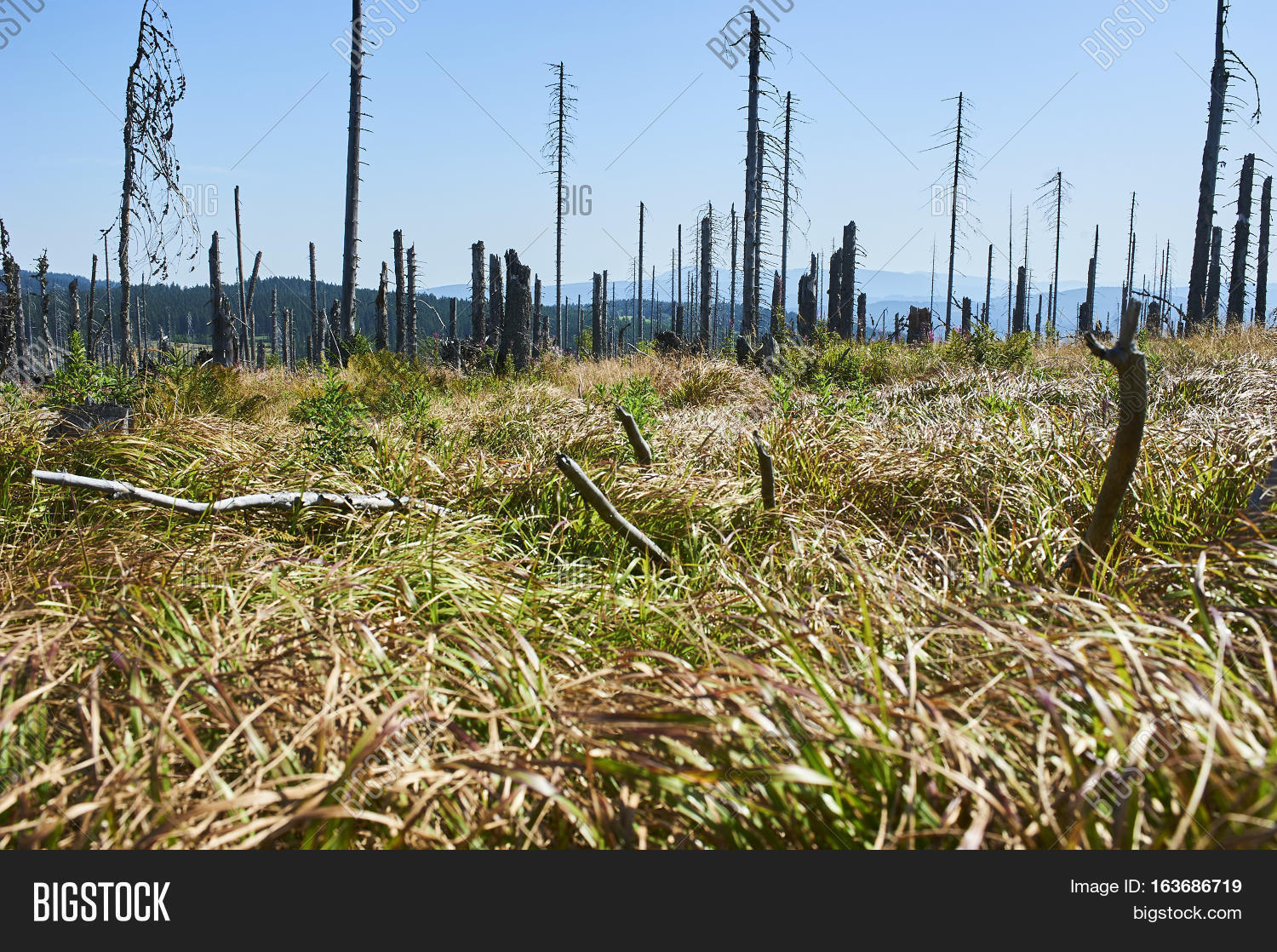 Forest Dieback By Bark Image & Photo (Free Trial) | Bigstock