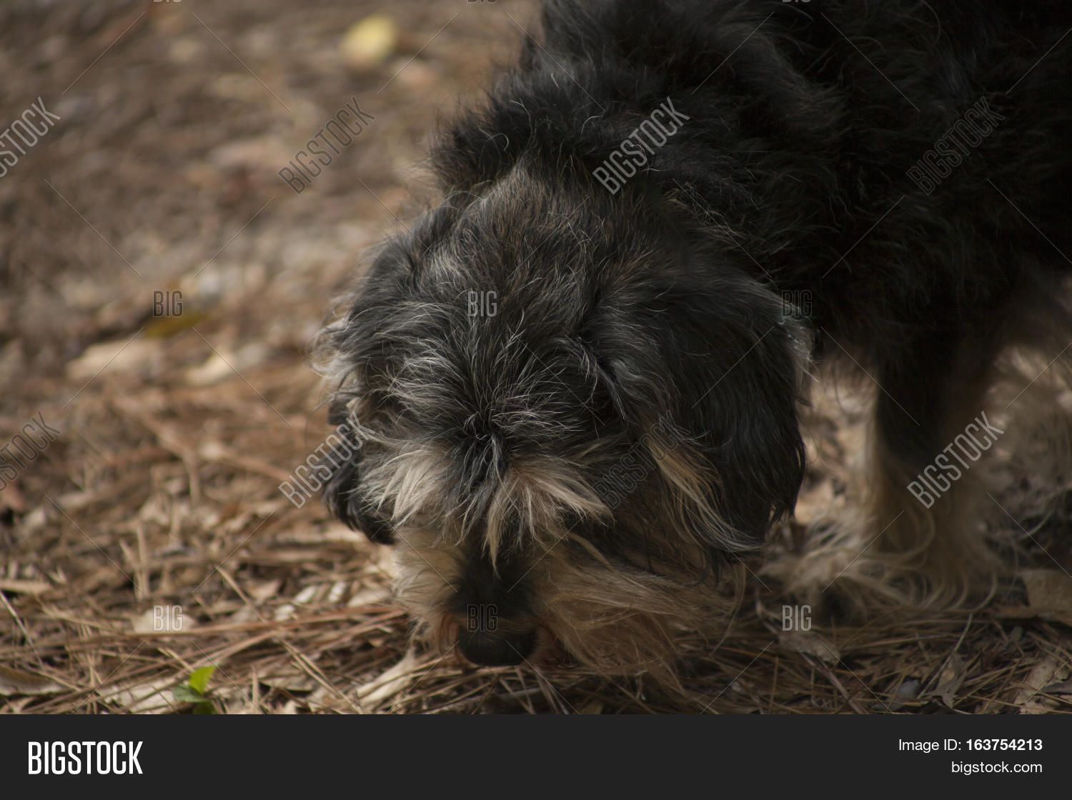 Sniffing Dog Image & Photo (Free Trial) | Bigstock