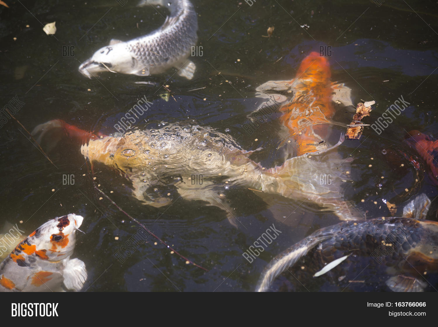 Koi (Cyprinus Carpio Image & Photo (Free Trial) | Bigstock
