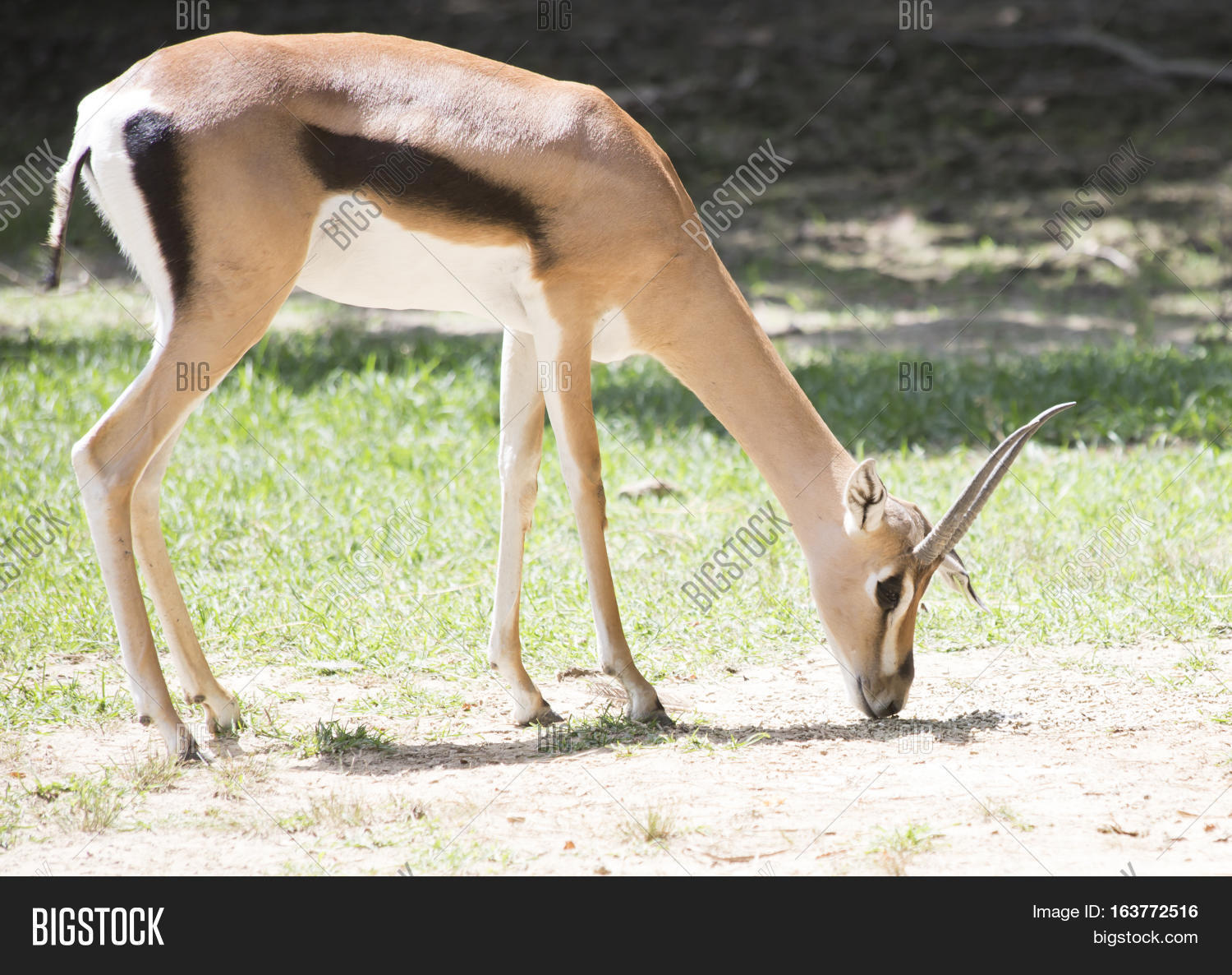 Close Gazelle Eating Image & Photo (Free Trial) | Bigstock