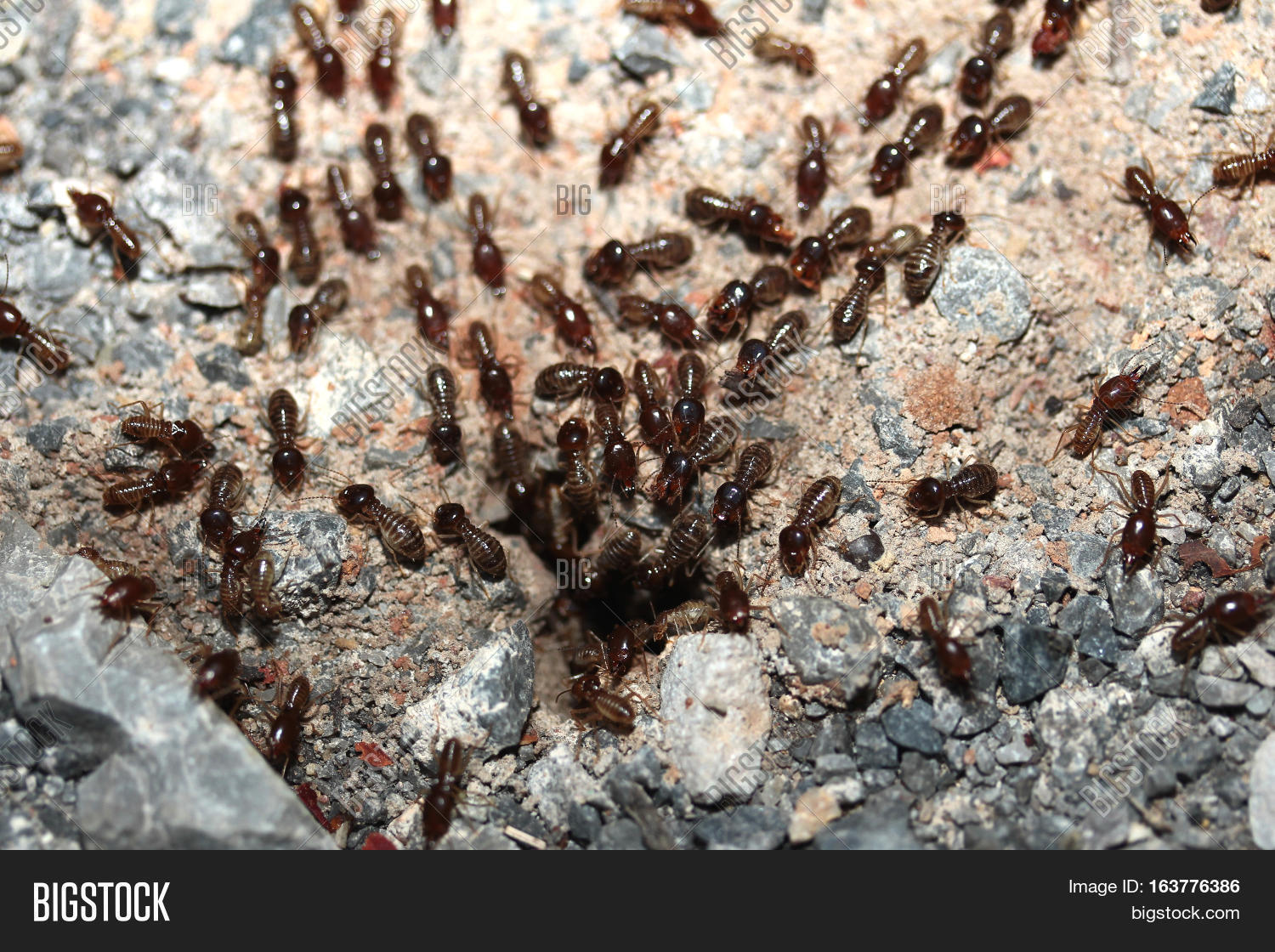 Hordes Termites White Image & Photo (Free Trial) | Bigstock