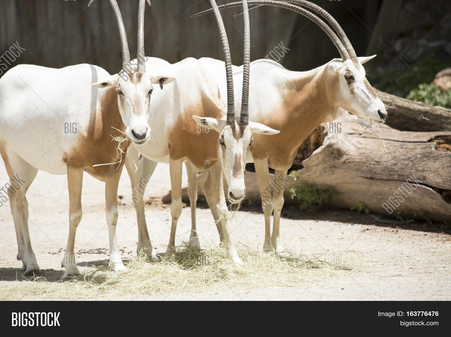 Scimitar Oryx Image & Photo (Free Trial) | Bigstock