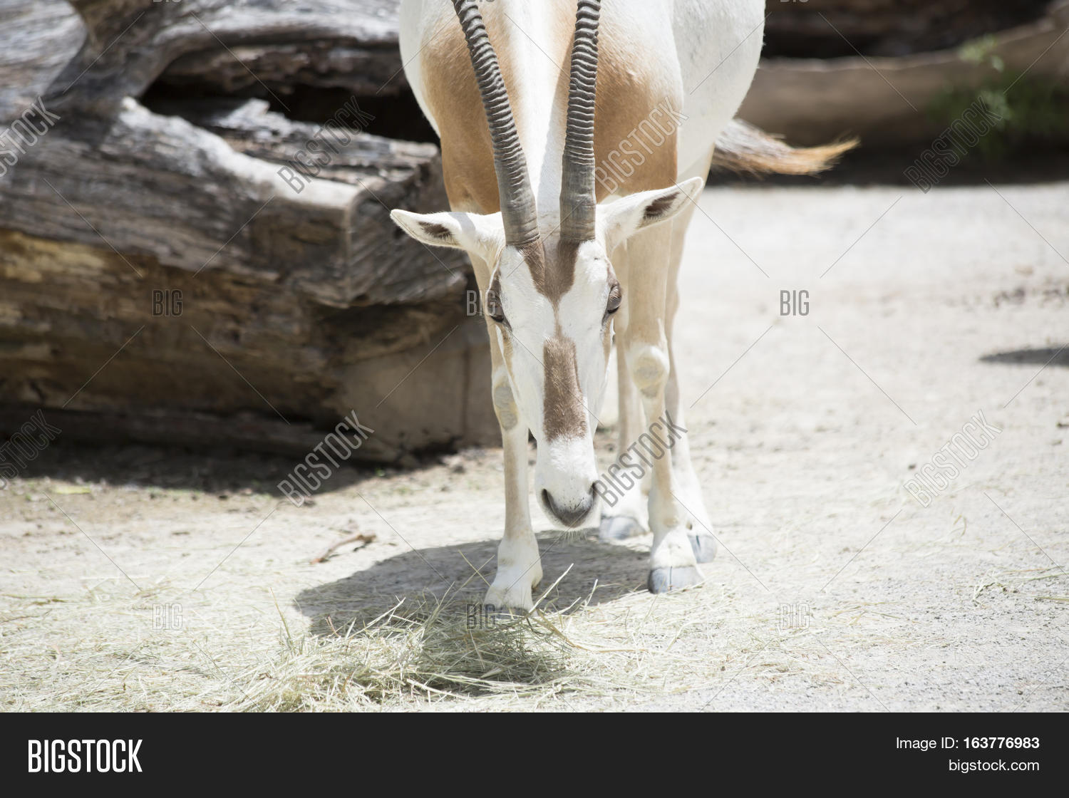 Scimitar Oryx Image & Photo (Free Trial) | Bigstock
