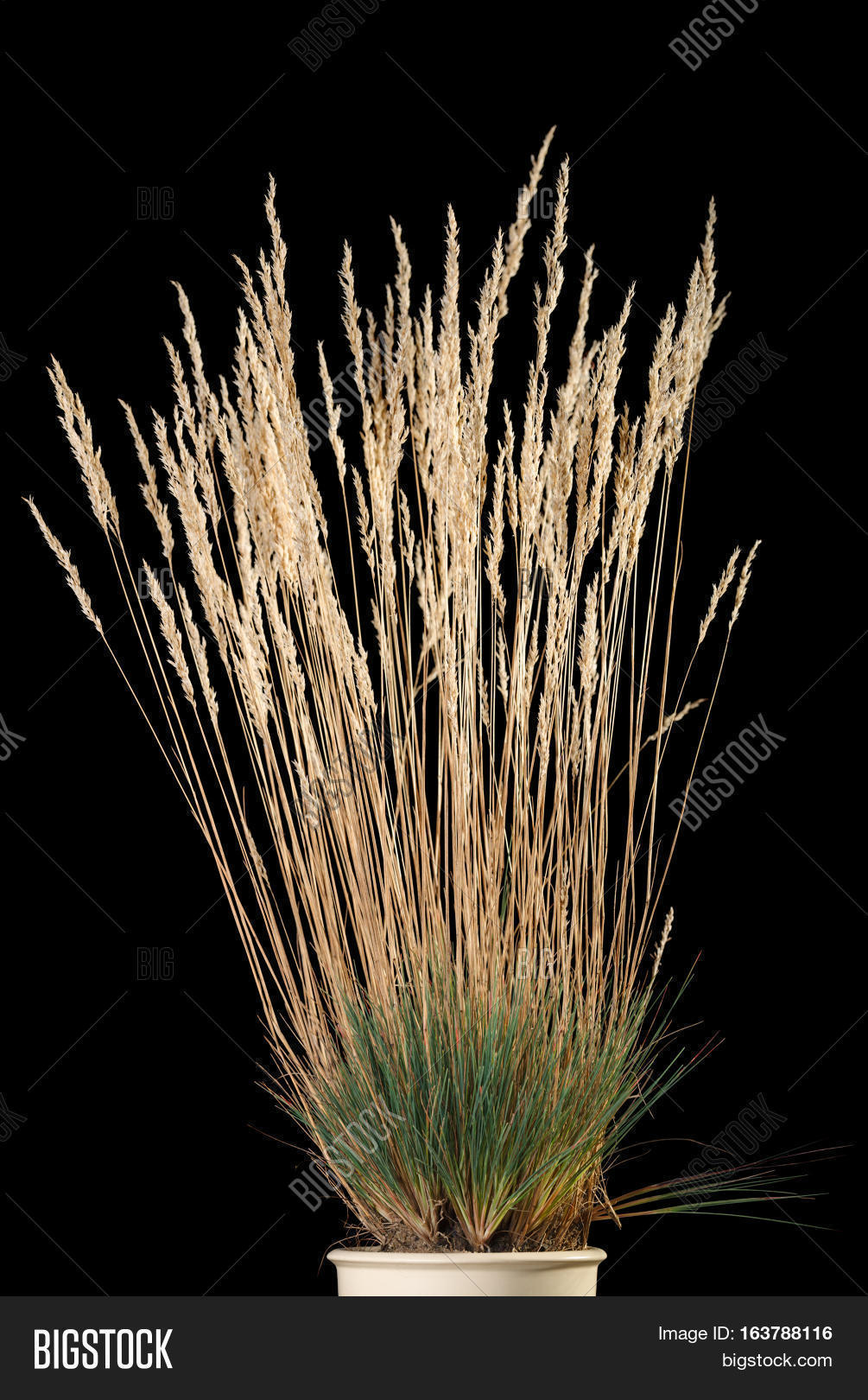 Yellow Grass Cluster Image & Photo (Free Trial) | Bigstock
