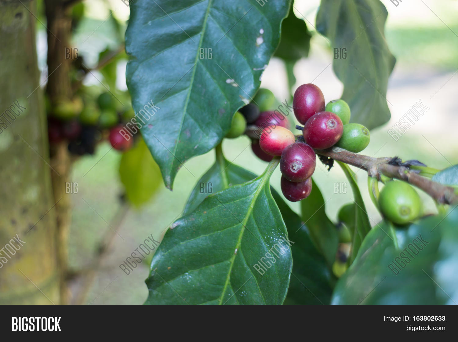 Coffee Beans Ripening Image & Photo (Free Trial) | Bigstock