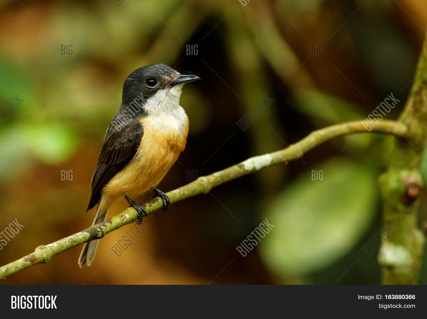 Female Vanikoro Image & Photo (Free Trial) | Bigstock