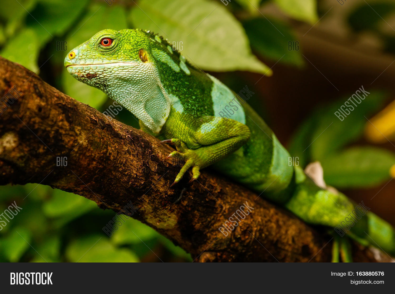 Male Fiji Banded Image & Photo (Free Trial) | Bigstock