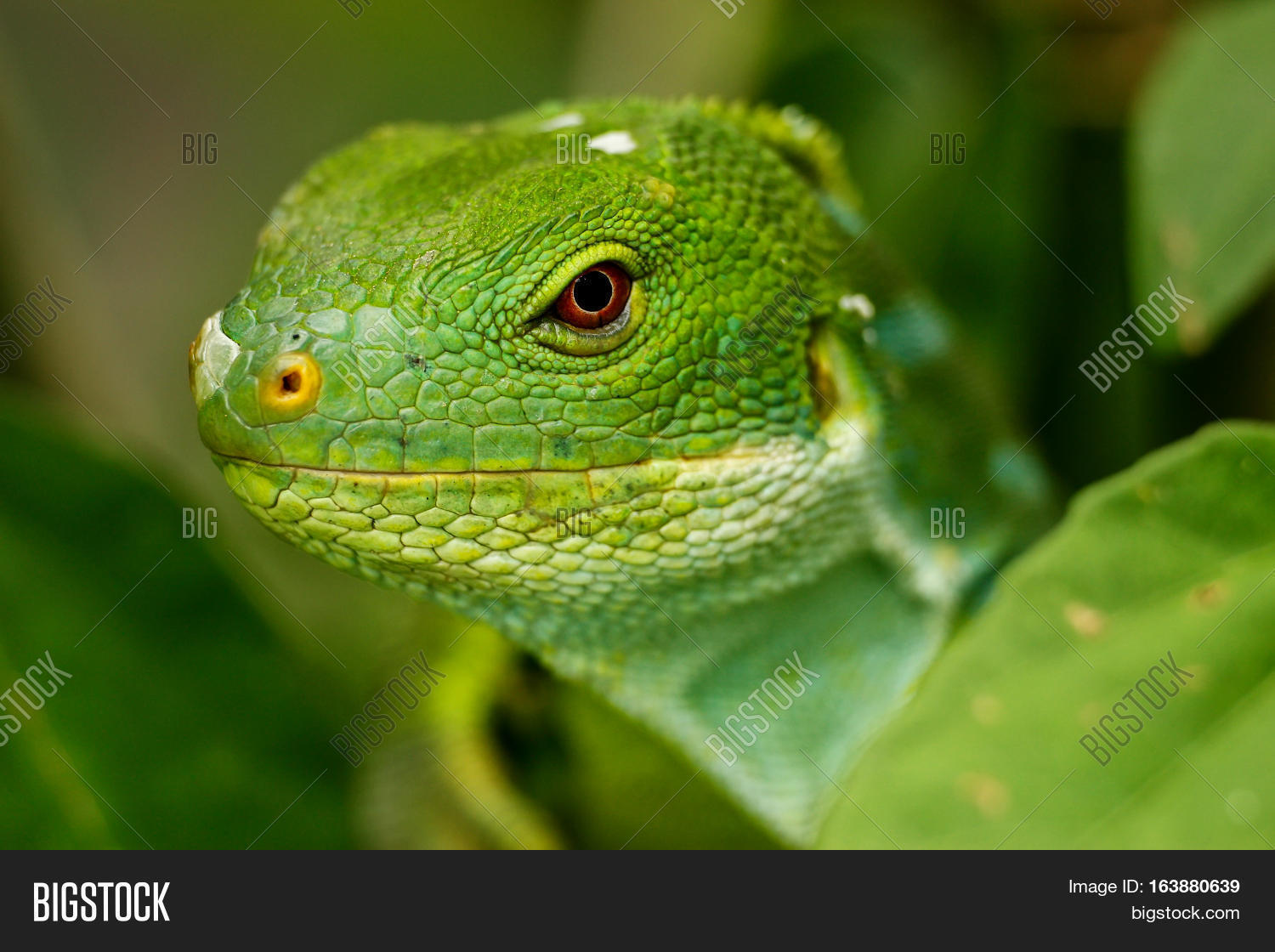 Portrait Male Fiji Image & Photo (Free Trial) | Bigstock