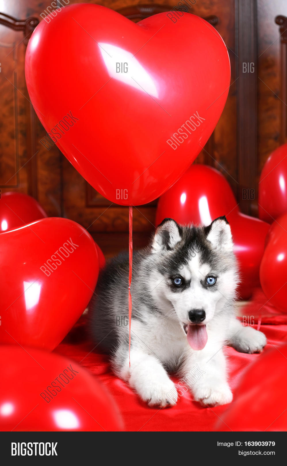 Valentine's Day Husky Image & Photo (Free Trial) | Bigstock
